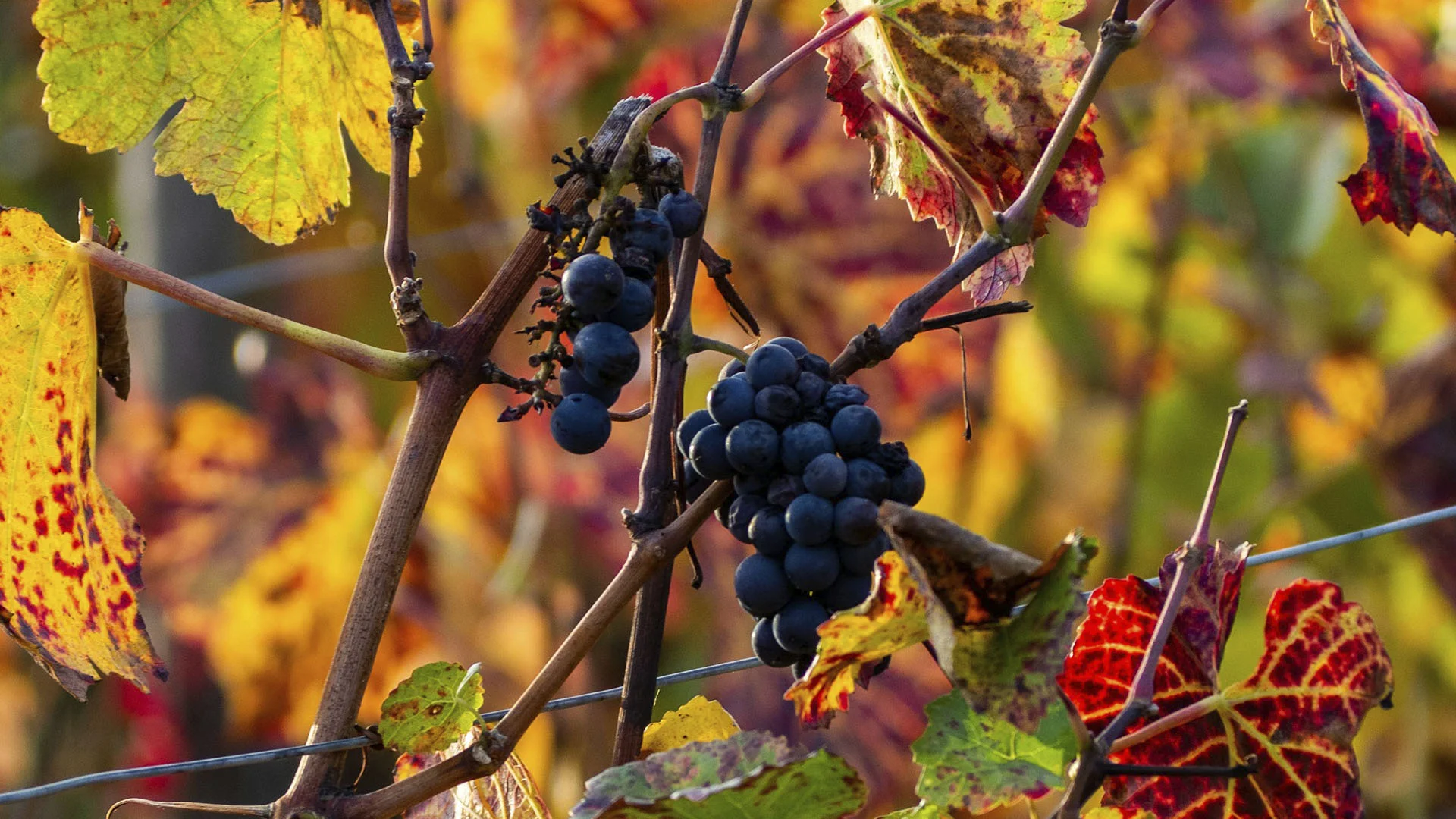 Discover Clairette: Everything You Need to Know About this Grape Varietal